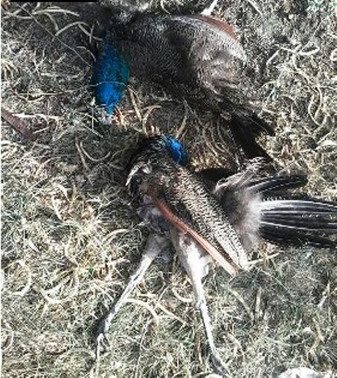 Eight Peacocks Found Dead In Kannauj Dist