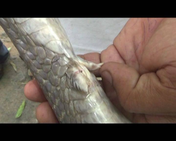 6 Feet Cobra With Vestigial Legs Found In Telangana This Rare Species ...